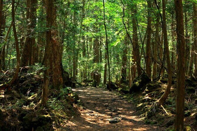 Mt. Fuji Aokigahara Forest Tour with Licensed Guide and Vehicle - A Deep Dive into the Itinerary and Highlights