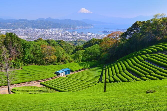 Mt.Fuji area Tour from Shimizu Port /Sedan Taxi - Who Would Enjoy This Tour Most?