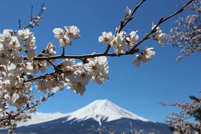 Mt. Fuji Cherry Blossom One Day Tour From Tokyo - FAQ