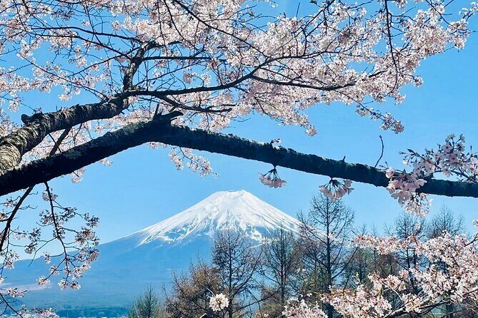 Mt. Fuji, Cherry Blossom & Shiba Sakura Pvt. Day Tour - What Sets This Tour Apart