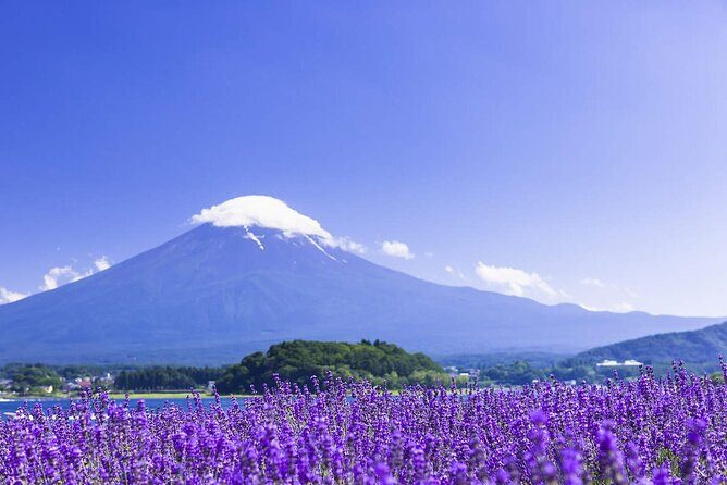 Mt. Fuji Day Trip Arakurayama Sengen and Instagrammable Lawson - Final Thoughts