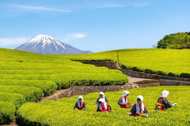 Mt.Fuji Day Trip from Tokyo:Strawberry,Tea Farm(Small Group) - The Itinerary: A Closer Look