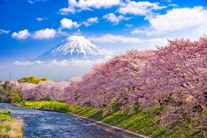 Mt Fuji /Kawaguchi customize private charter car - The Flexibility of a Private Tour