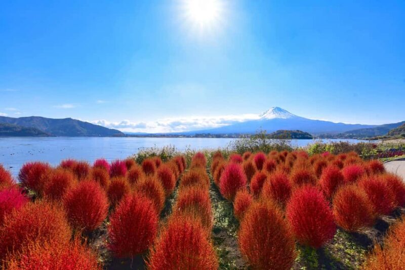 Mt.Fuji, Lake Kawaguchiko, Oishi Park & Saiko Village Tour - Key Points