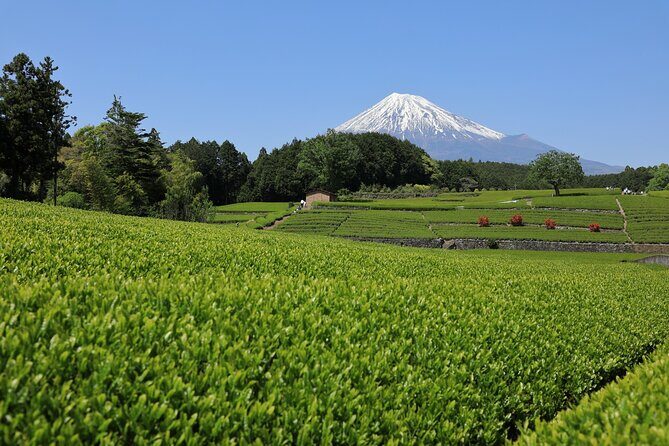 Mt. Fuji Sake and Tea Fields Tour by Private Car - What’s Included and What to Expect