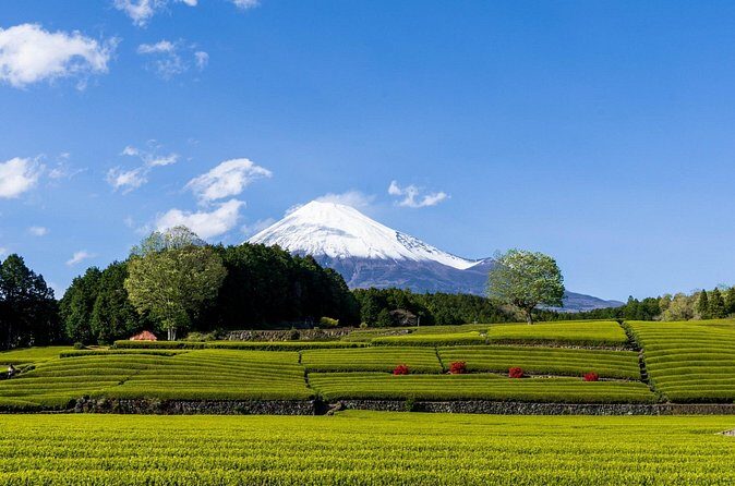 Mt. Fuji Sake and Tea Fields Tour by Private Car - Who Will Love This Tour?
