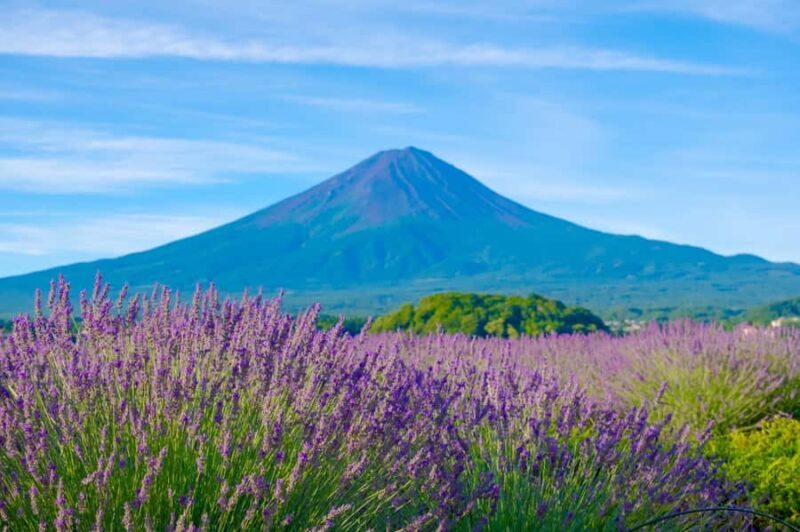 Mt. Fuji Scenic Tour: Lake Kawaguchi & Farm Experience - An Early Start with a Comfortable Journey