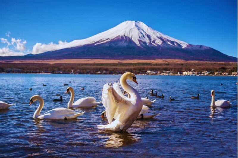 Mt. Fuji Scenic Train & Lake Kawaguchi Day Tour from Tokyo - Pricing and Value
