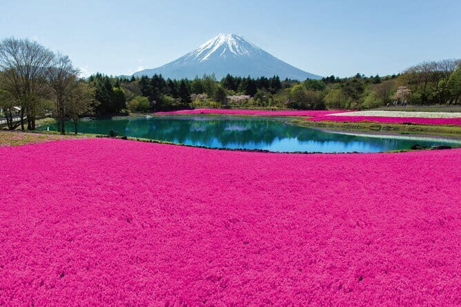 Mt. Fuji Shiba Sakura Festival and Hoto Noodle Making - A Closer Look at the Tour Experience