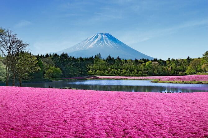 Mt. Fuji Shiba Sakura Festival and Hoto Noodle Making - Additional Details and Practical Tips