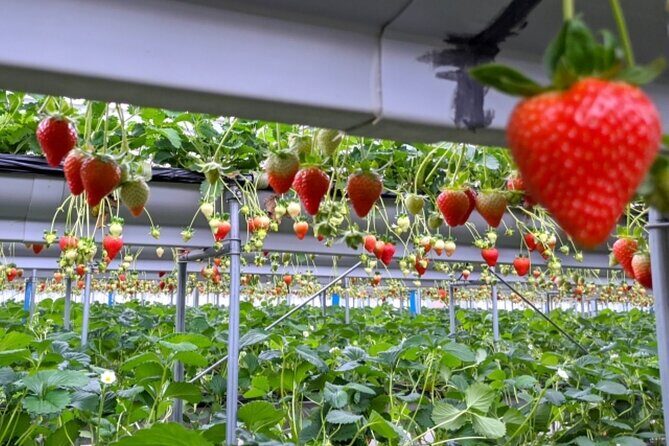 Mt.Fuji Small-Group Tour with Tea Farm,Strawberry Picking&Shrine - FAQ: Practical Questions About the Tour