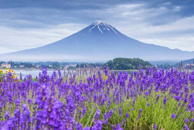 Mt Fuji Top 5 Spots Day Tour: Arakurayama Park,Oshino Hakkai - Key Points