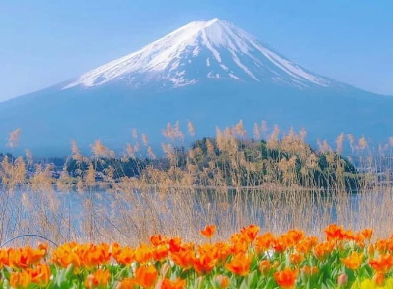 Mt Fuji Top 5 Spots Day Tour: Arakurayama Park,Oshino Hakkai - The Guides and Transportation