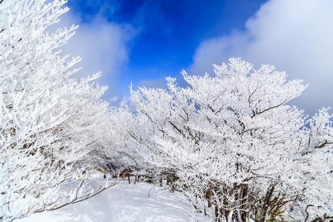 Mt. Gozaisho Ropeway,Nabana no Sato for Illumination and Begonia Garden! - Final Thoughts: Who Will Love This Tour?