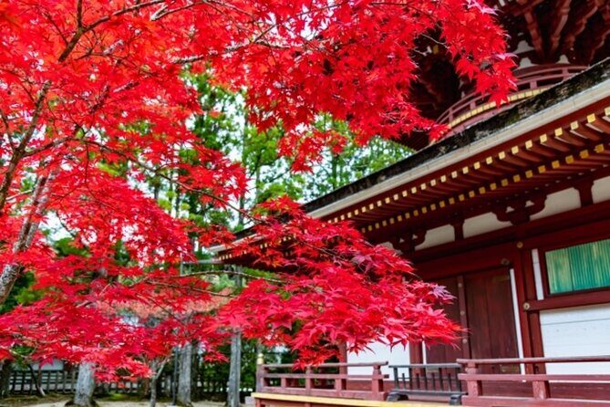 Mt Koya 1 Day Bus Tour from Osaka - The Itinerary in Detail: What You Can Expect