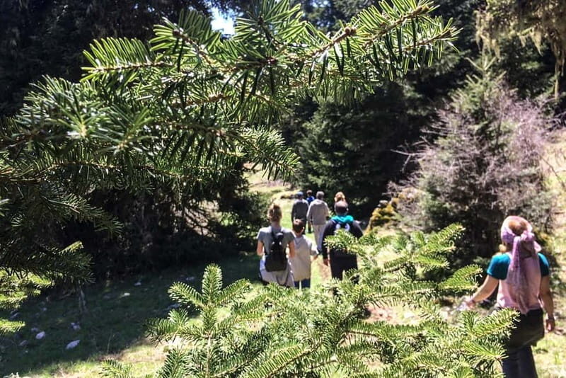 Mt. Parnassos: Mountain Bike in Altitude Forest - A Detailed Look at Mount Parnassos Mountain Biking Tour