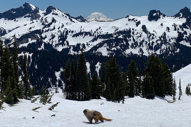 Mt. Rainier Tour and Guided Hike - The Itinerary in Detail