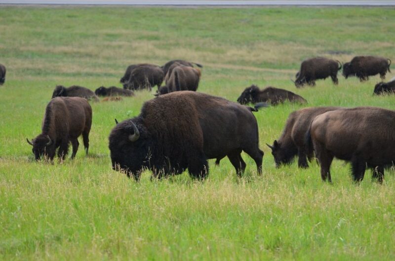 Mt Rushmore, Crazy Horse, Custer State Park Monument Tour - An In-Depth Look at the Itinerary