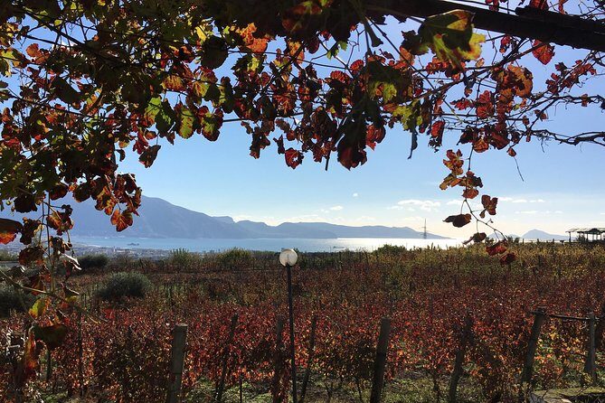 Mt. Vesuvius Wine Tasting and Lunch Experience from Pompeii - How This Tour Could Charm You