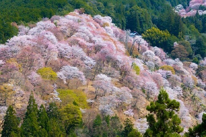 Mt Yoshino and Mt Koya Multi Day Tour From Osaka - The Scenic Train Ride: Symphony of Blue