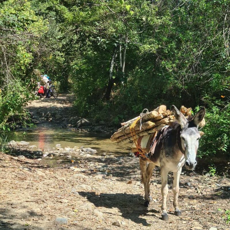 MTB Bike tour to the Monkey Tree + Bread Maker & Tule tree - Analyzing Value and Suitability