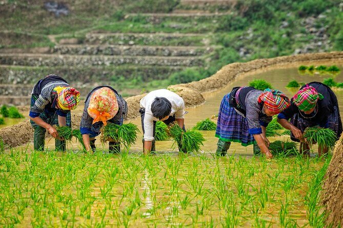 Mu Cang Chai Trekking Tour 3 Days 2 Nights - An In-Depth Look at the Mu Cang Chai Trekking Tour
