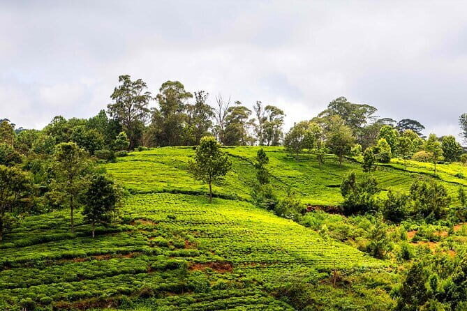 Muesum & Garden Tour of Ooty (4 Hours Guided Walking Tour) - Who Will Love This Tour?