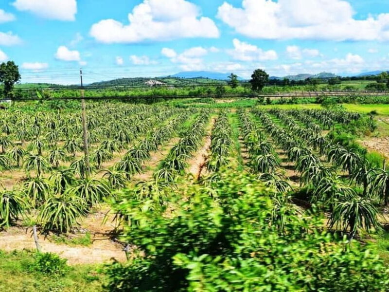 Mui Ne 48 Hours: Sunset Dunes, Scenic Train & Fresh Seafood - Key Points