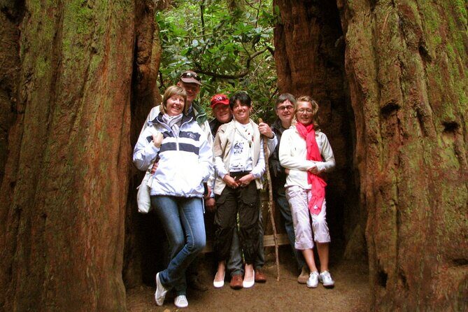 Muir Woods and California Wine Country 8 Hour Private Tour - The Comfort of Private Transportation