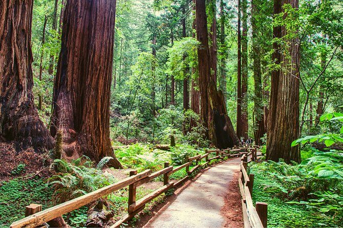 Muir Woods and Sausalito + Ferry, Alcatraz Night Tour & Aquarium Access - Sausalito