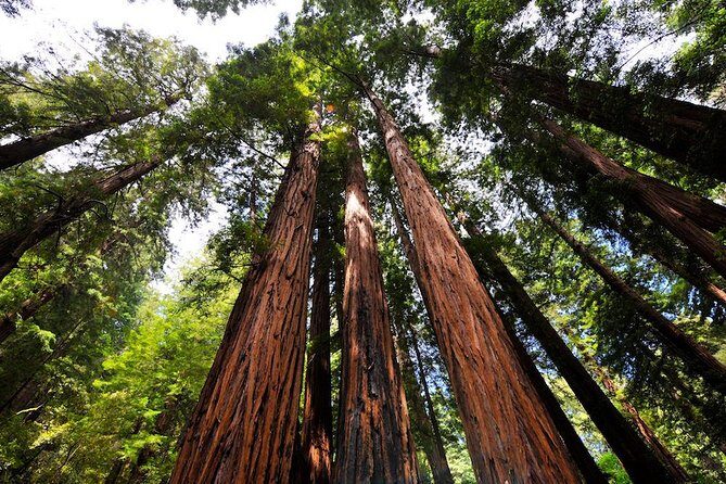 Muir Woods and Sausalito Morning Tour Small-Group Half Day - Authentic Experiences & True Travel Value