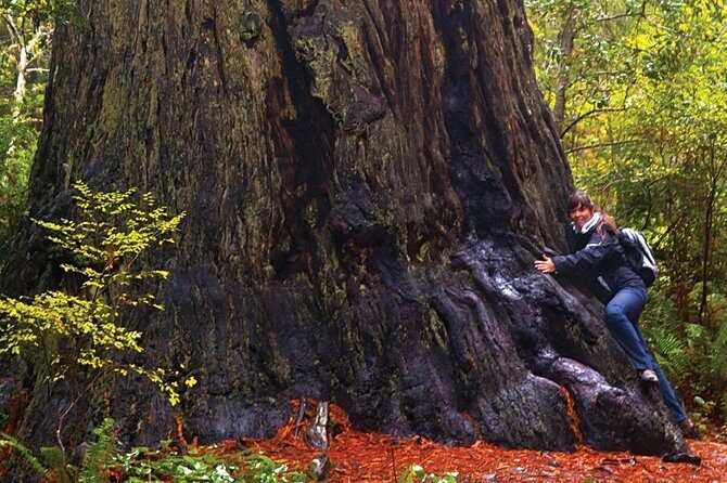 Muir Woods & Napa-8hr-Private Scenic Wine Tour From San Francisco - Who Is This Tour Best For?