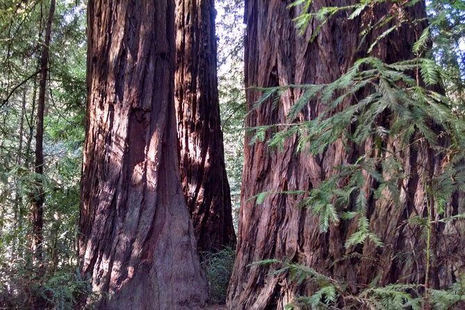 Muir Woods, Sausalito and Tiburon Day Trip from San Francisco - Key Points
