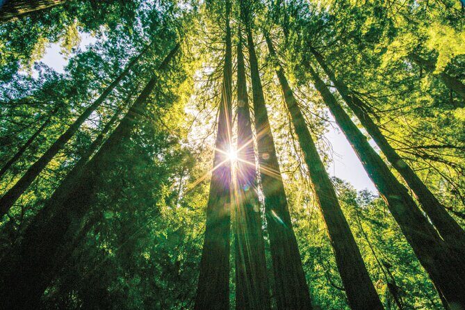 Muir Woods & Sausalito Tour - Introduction: A Thoughtful Nature Escape Near San Francisco