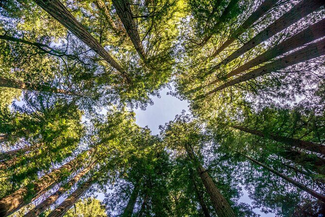 Muir Woods & Sausalito Tour - Additional Details and Traveler Tips