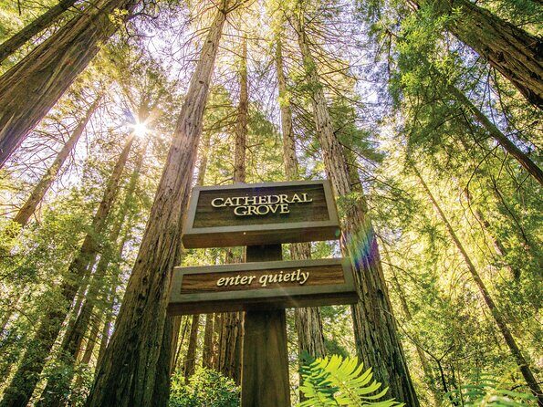 Muir Woods & Sausalito Tour - Authentic Experiences from Fellow Travelers