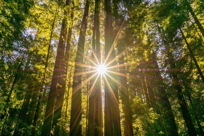 Muir Woods & Sausalito Tour + Hop-On Hop-Off Tour - The Heart of the Experience