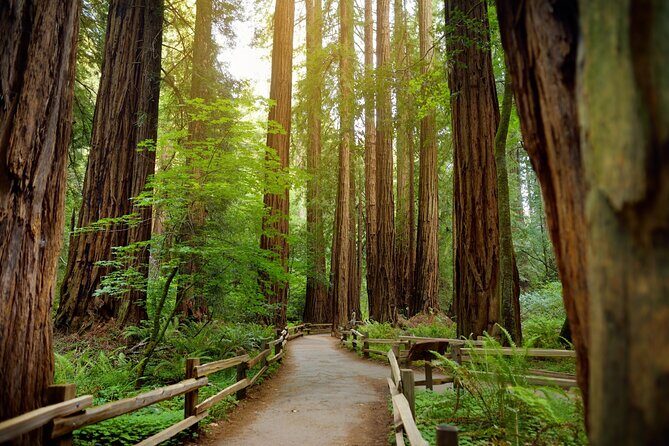 Muir Woods Self-Guided Driving and Walking Audio Tour - Who Should Consider This Tour?