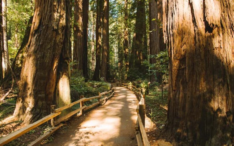 Muir Woods Visit & Golden Gate Bridge Bike Ride - Key Points
