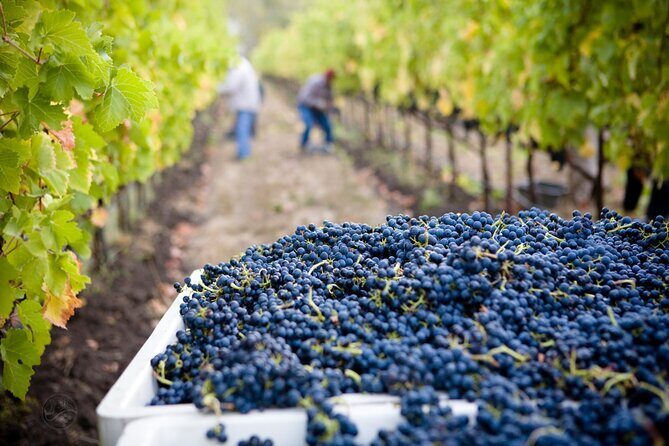 Muir Woods with Napa & Sonoma Wine Tour + Alcatraz & Aquarium Access - FAQ