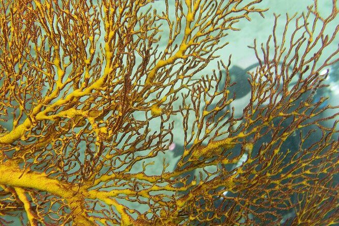 Muiron Island Diving Tour - FAQs