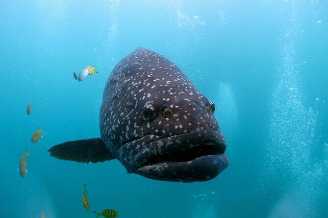 Muiron Islands Snorkeling in Exmouth - Itinerary Breakdown and What You’ll Experience