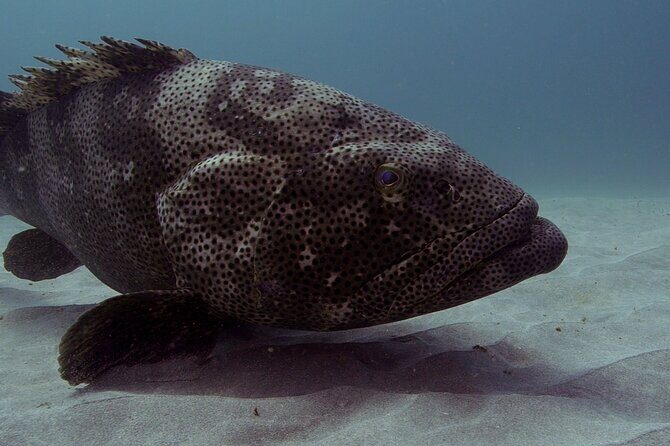Muiron Islands Snorkeling in Exmouth - Who Will Love This Tour?