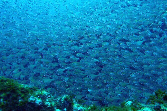 Muiron Islands Snorkeling in Exmouth - The Sum Up