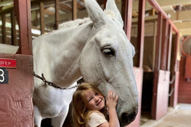 Mules in New Orleans Barn Tour - Introduction