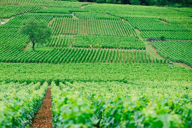 Multi Day Private Tour Prestige Burgundy with 12 Premiers & Grands Crus - What’s Included and What’s Not?