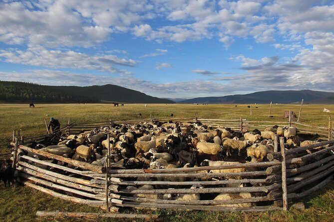 Multi-Day Tour to the Reindeer Tribe in Mongolia - Key Points