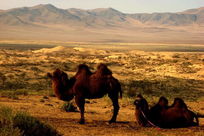 Multi-Day Tour to the Reindeer Tribe in Mongolia - A Deep Dive into the Mongolia Experience