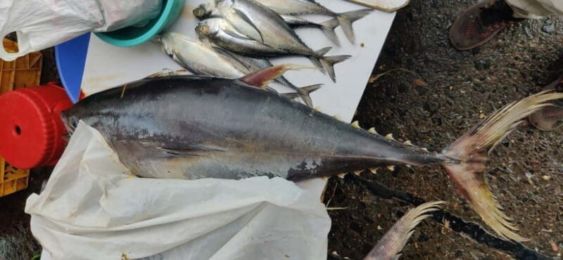 Mumbai Coastal Cooking: From Fishing Net to Flavourful Plate - What to Expect: Summary of the Day
