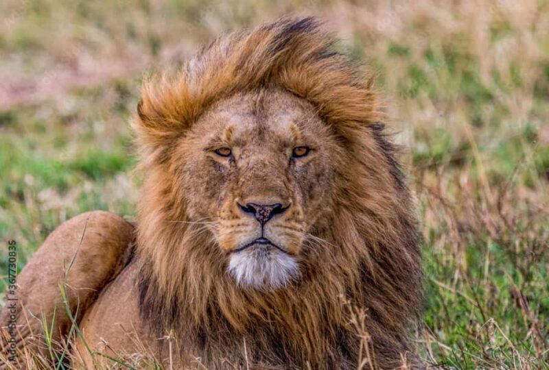 Mumbai to Golden Triangle & Tiger Safari 7-Day India Tour - Exploring the 7-Day Mumbai to Golden Triangle & Tiger Safari Tour